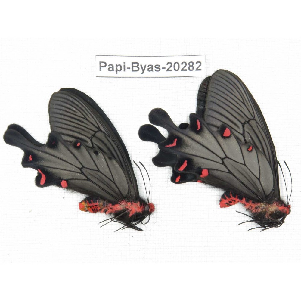 Papi-Byas-20282